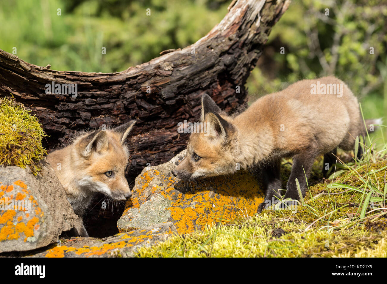 Baby foxes hi-res stock photography and images - Alamy