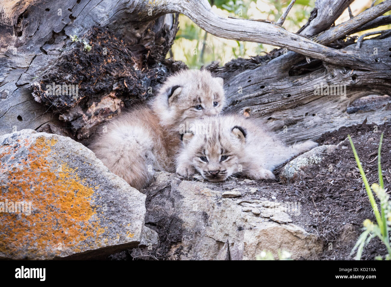 Keep warm and drowsy hi-res stock photography and images - Alamy