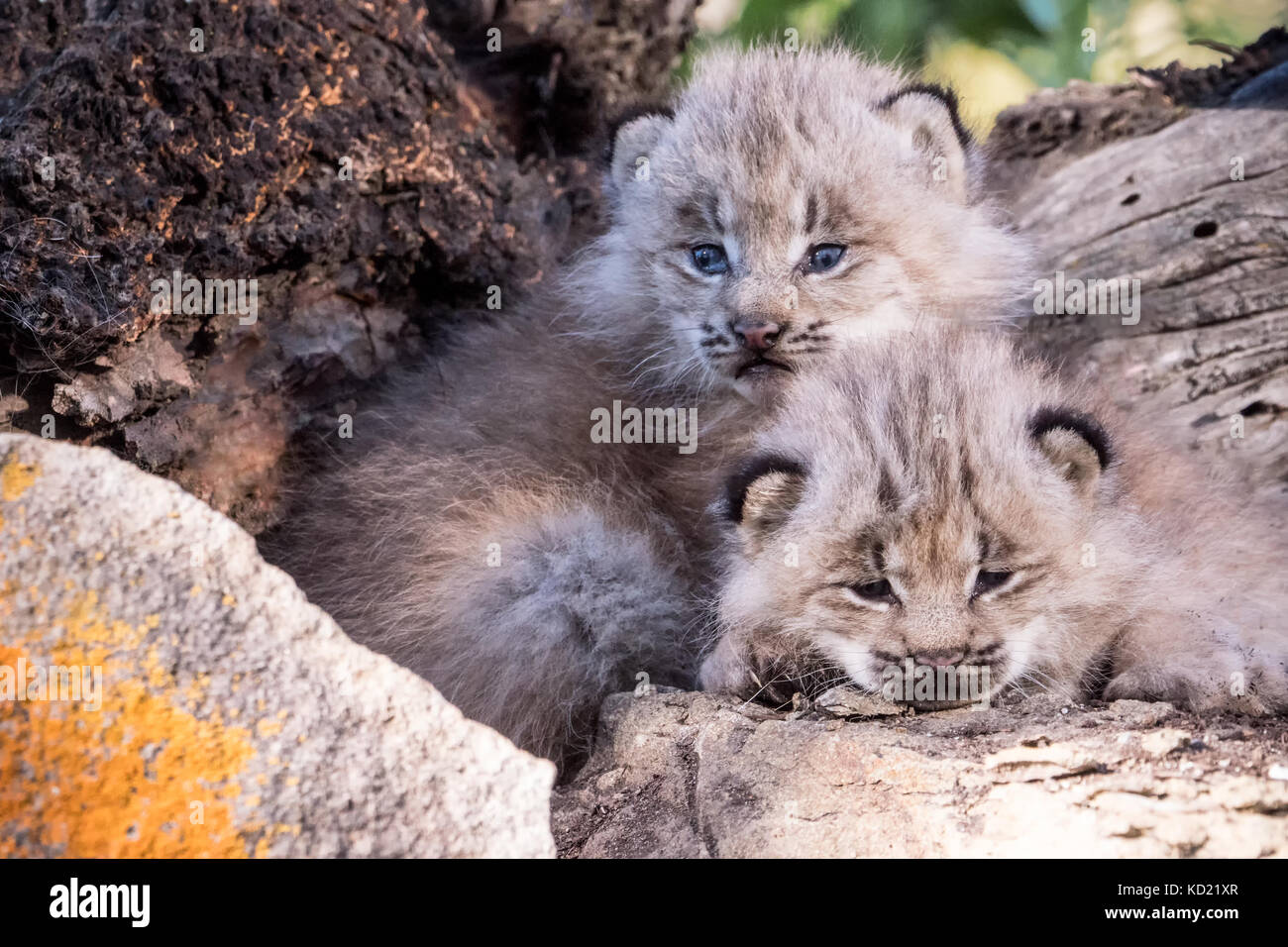 Canada lynx kitten hi-res stock photography and images - Alamy