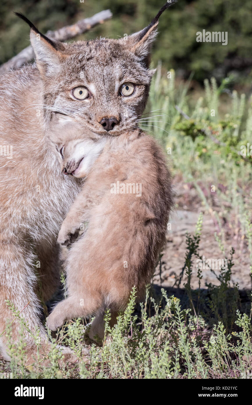 Canada Lynx mother carefully carrying her kitten near Bozeman, Montana ...