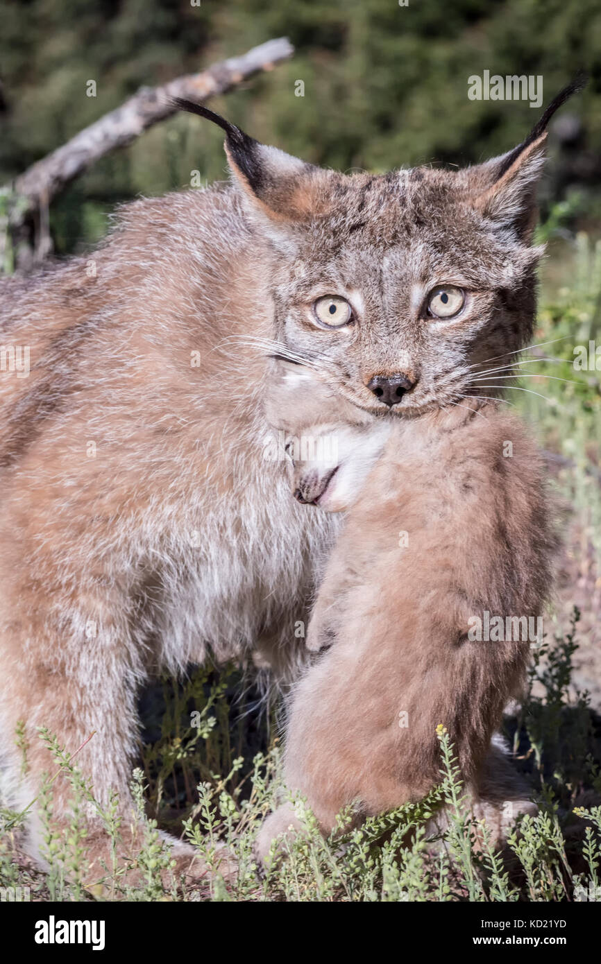 Baby lynx hi-res stock photography and images - Alamy