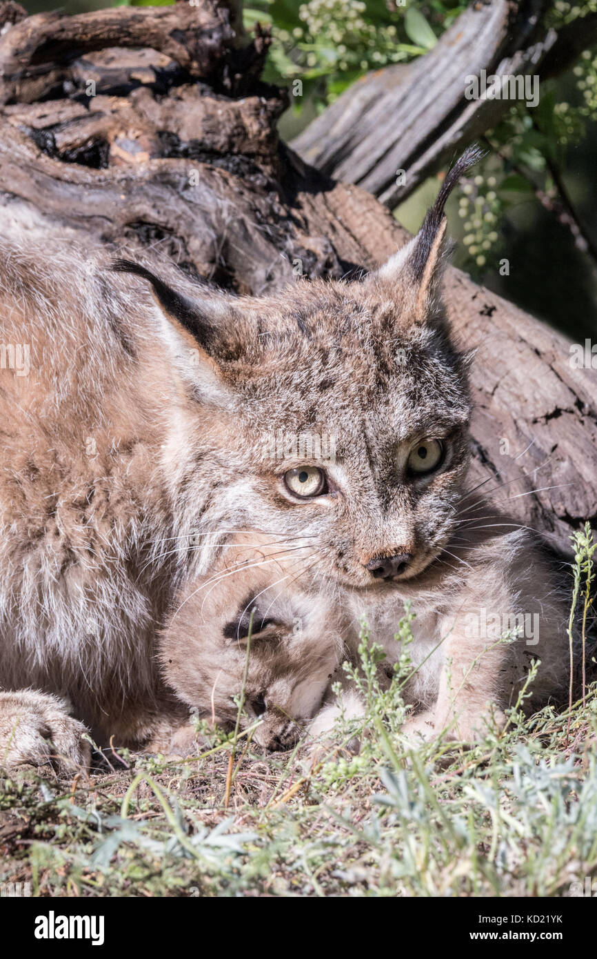 Alert canada hi-res stock photography and images - Alamy