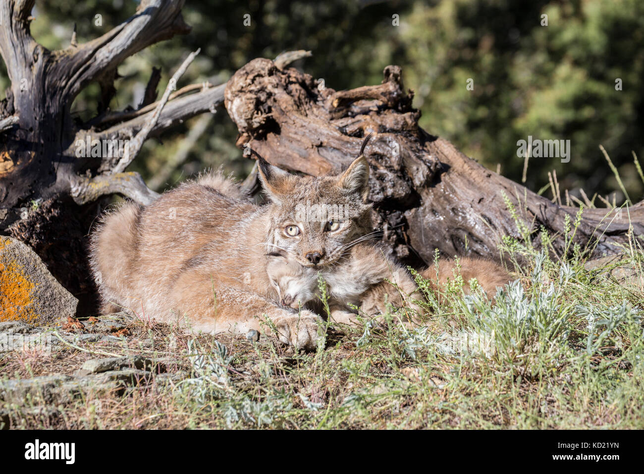 Baby lynx hi-res stock photography and images - Alamy