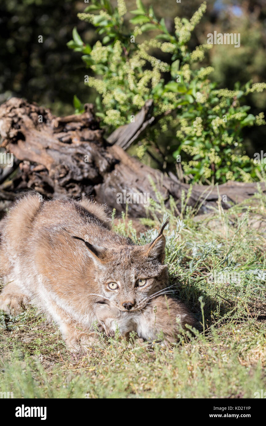 Baby lynx hi-res stock photography and images - Alamy
