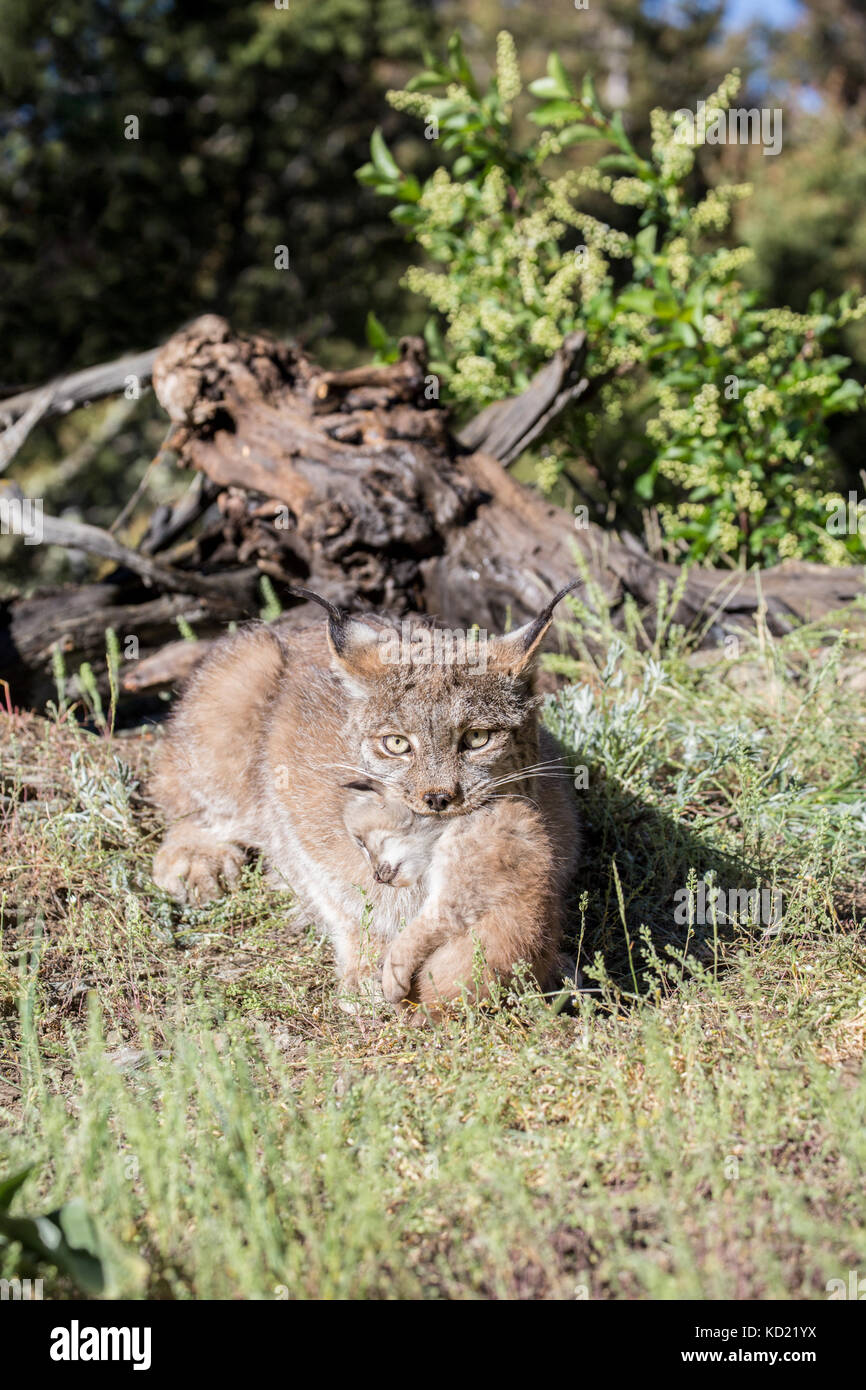 Lynx lynx family hi-res stock photography and images - Alamy