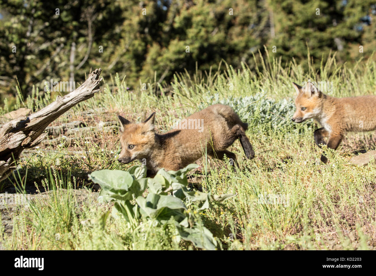 Red fox litter mates hi-res stock photography and images - Alamy