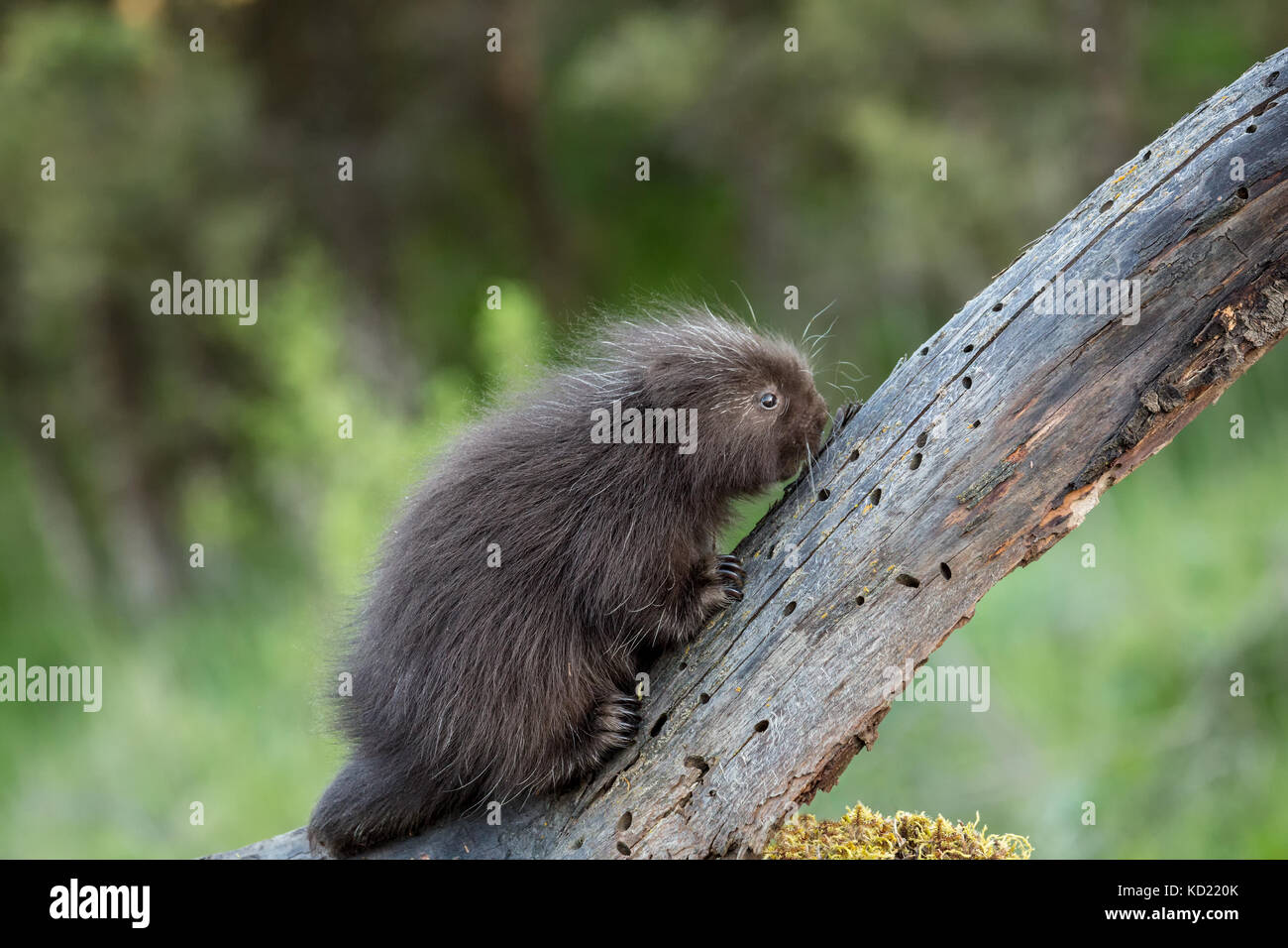 Baby Common Porcupine (porcupette or pup) climbing a dead tree near ...