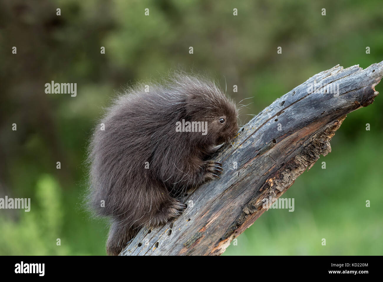 North american porcupine baby hi-res stock photography and images - Alamy