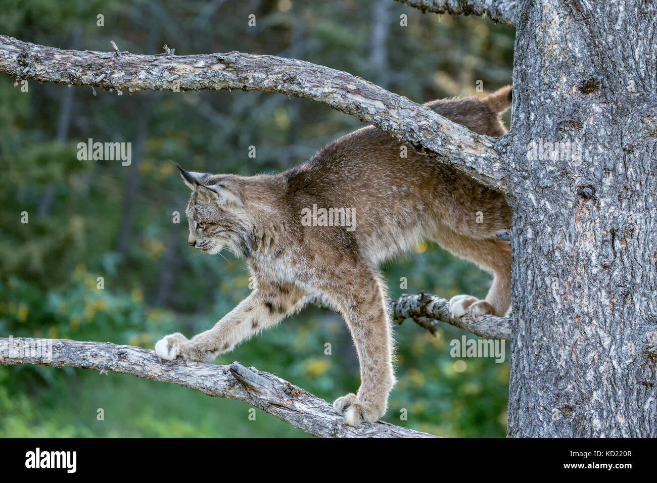 Adult Canada Lynx climbing in a tree near Bozeman, Montana, USA ...