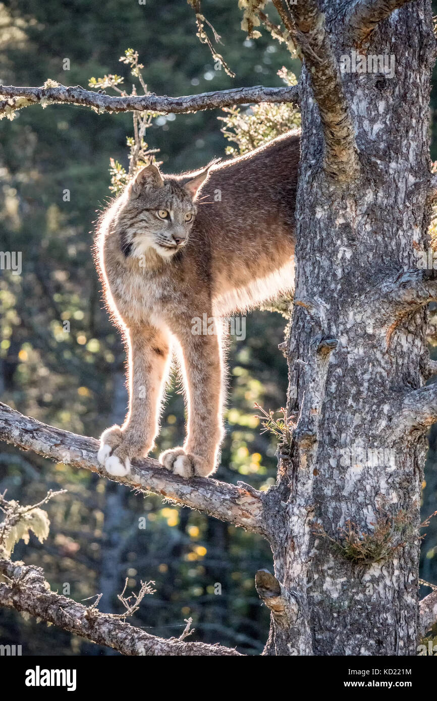 Adult Canada Lynx climbing in a tree near Bozeman, Montana, USA ...