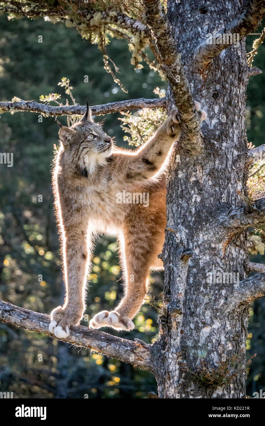 Adult Canada Lynx climbing in a tree, showing what big paws it has ...