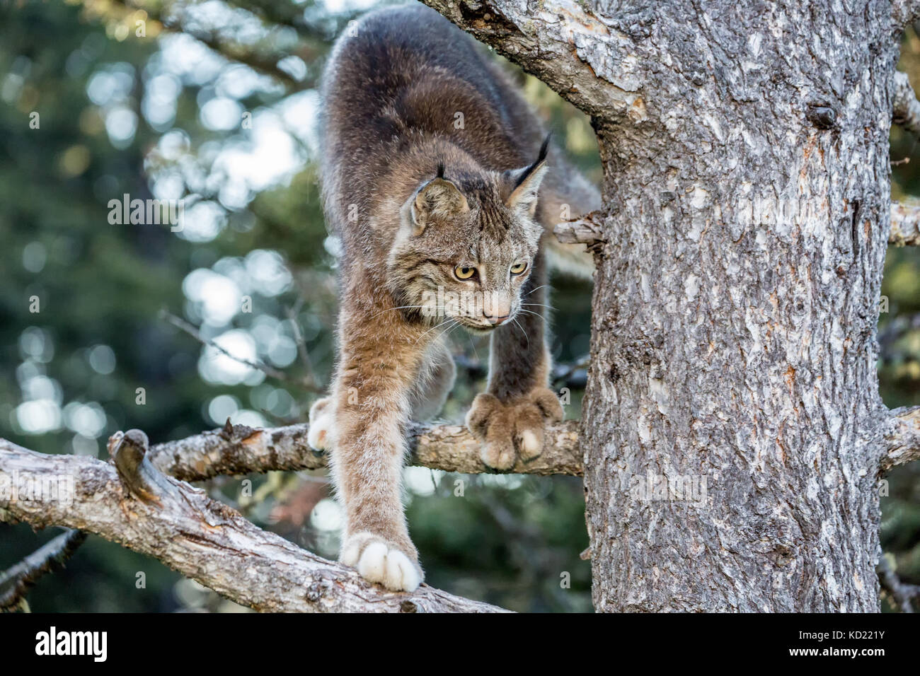 Adult Canada Lynx climbing in a tree near Bozeman, Montana, USA ...