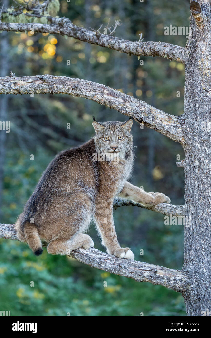 Adult Canada Lynx climbing in a tree near Bozeman, Montana, USA ...