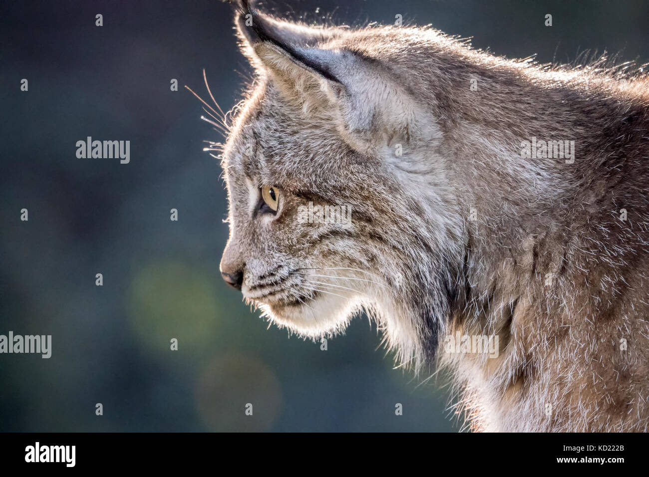Portrait of a backlit Canada Lynx sitting in a tree looking for prey ...