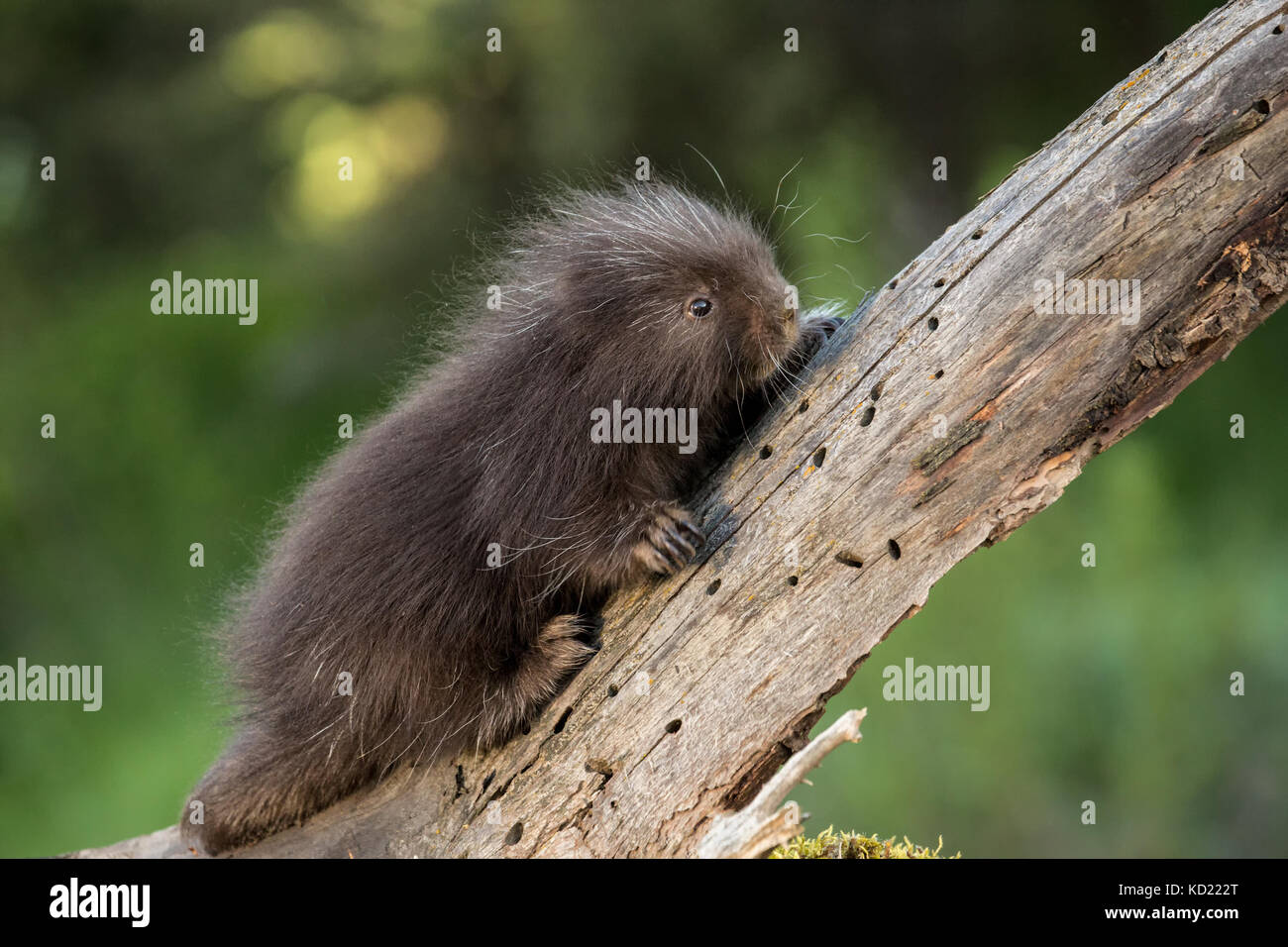 Baby Common Porcupine (porcupette or pup) climbing a dead tree near ...