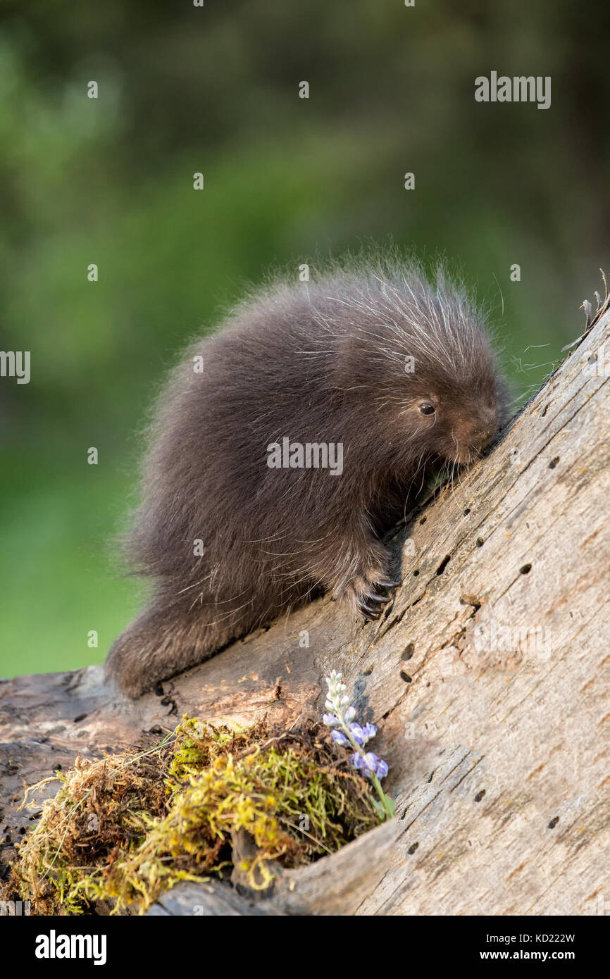 North american porcupine baby hi-res stock photography and images - Alamy
