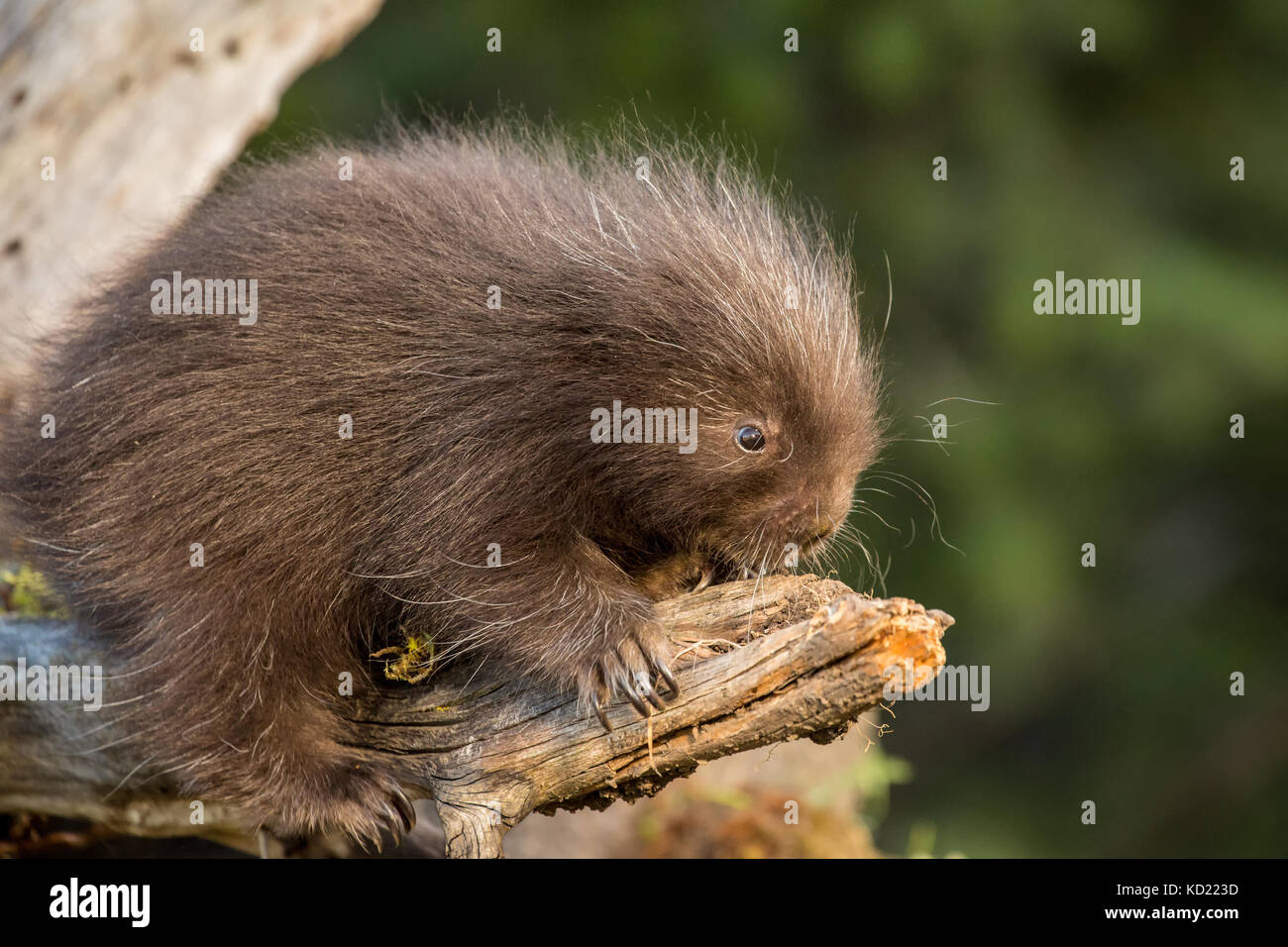 North american porcupine baby hi-res stock photography and images - Alamy