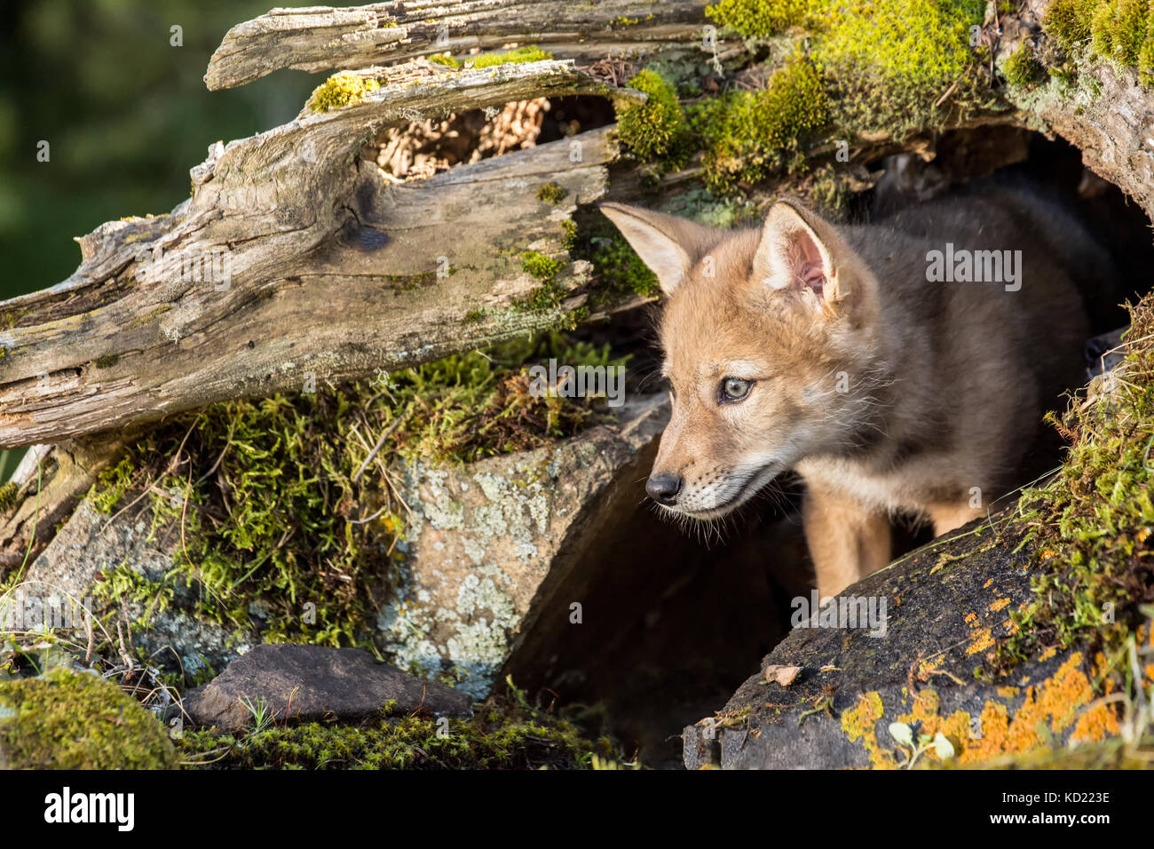 Juvenile wolves hi-res stock photography and images - Alamy