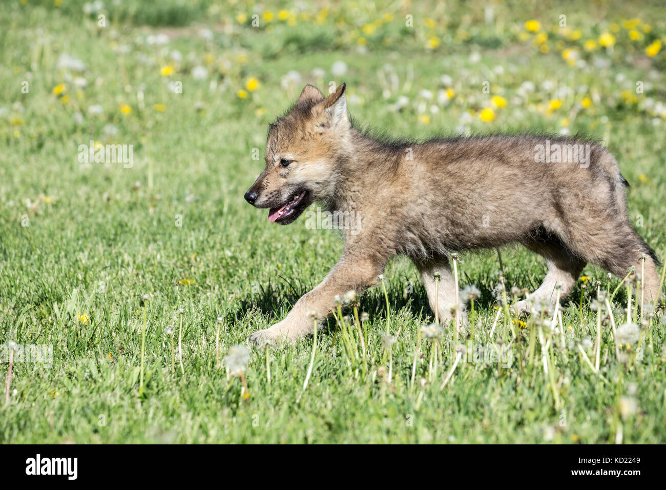 Wolf pup hi-res stock photography and images - Alamy