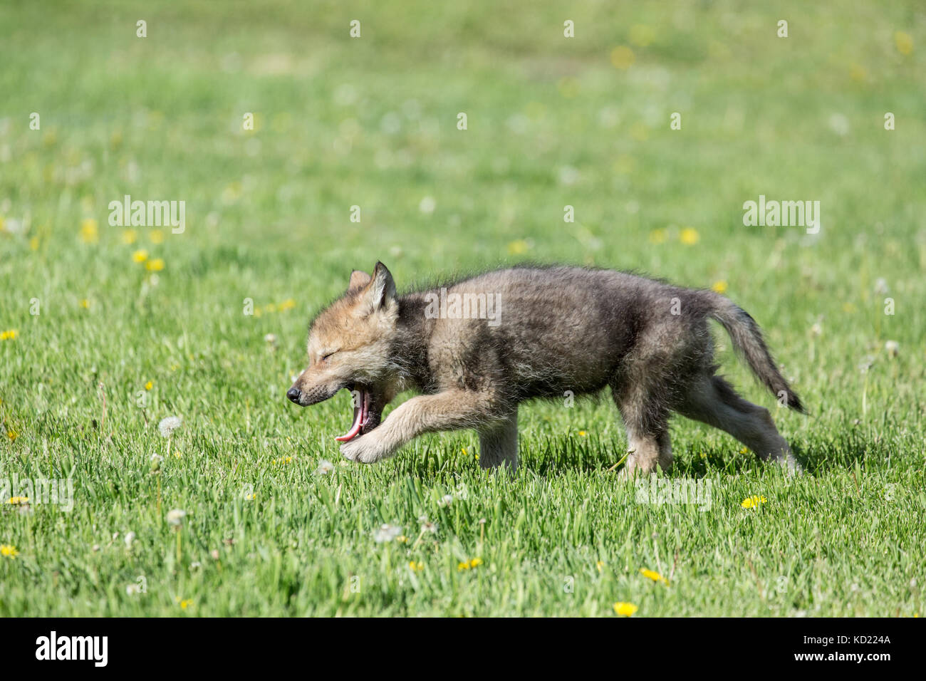 Sleepy Gray Wolf pup walking in a meadow, looking like he needs a nap ...