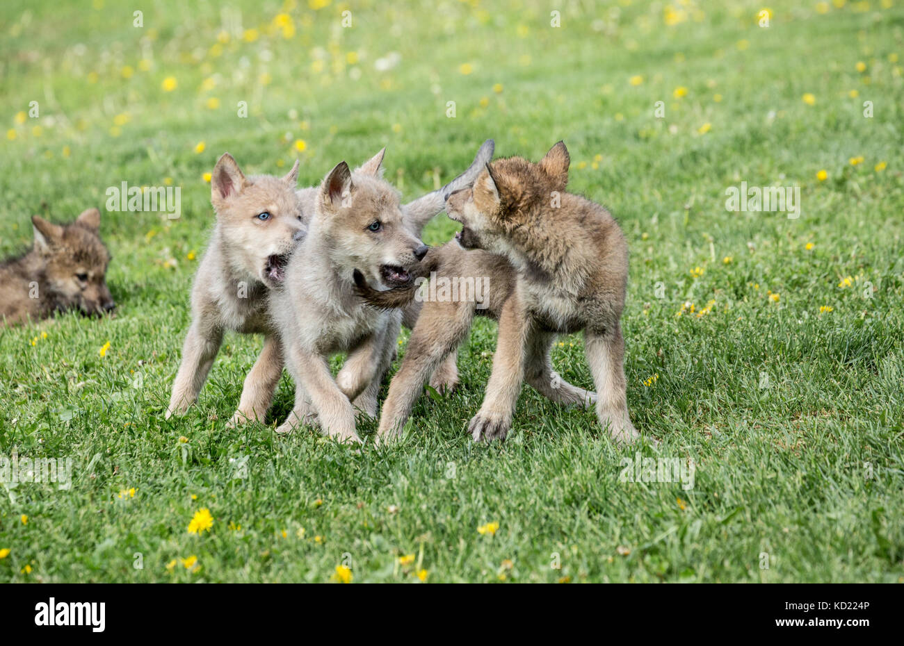 Wolf Pups Play Fighting