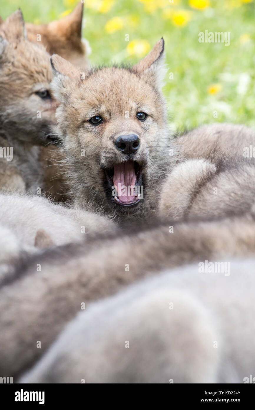 Baby wolf sleeping hi-res stock photography and images - Alamy