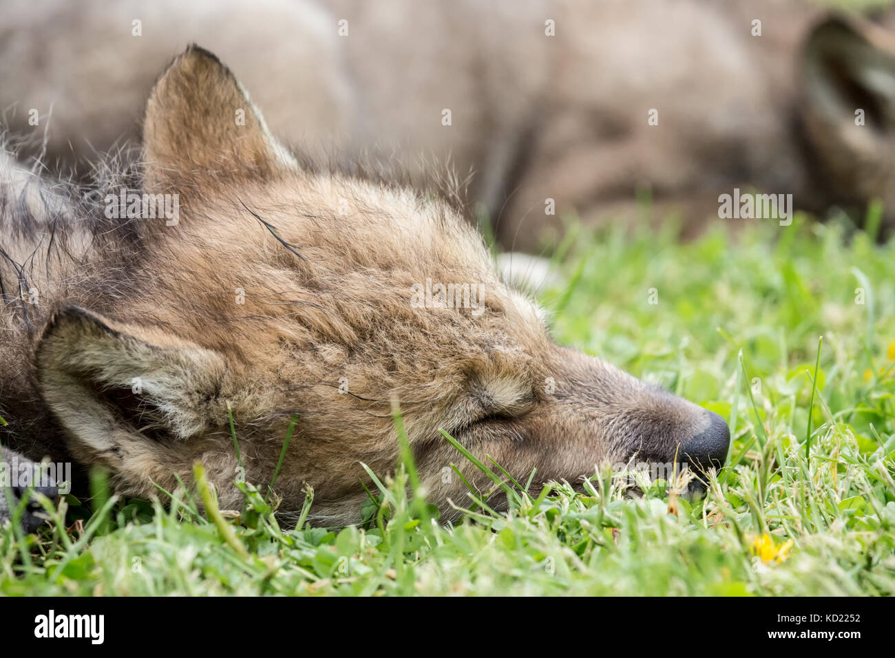 Sleeping wolf hi-res stock photography and images - Alamy
