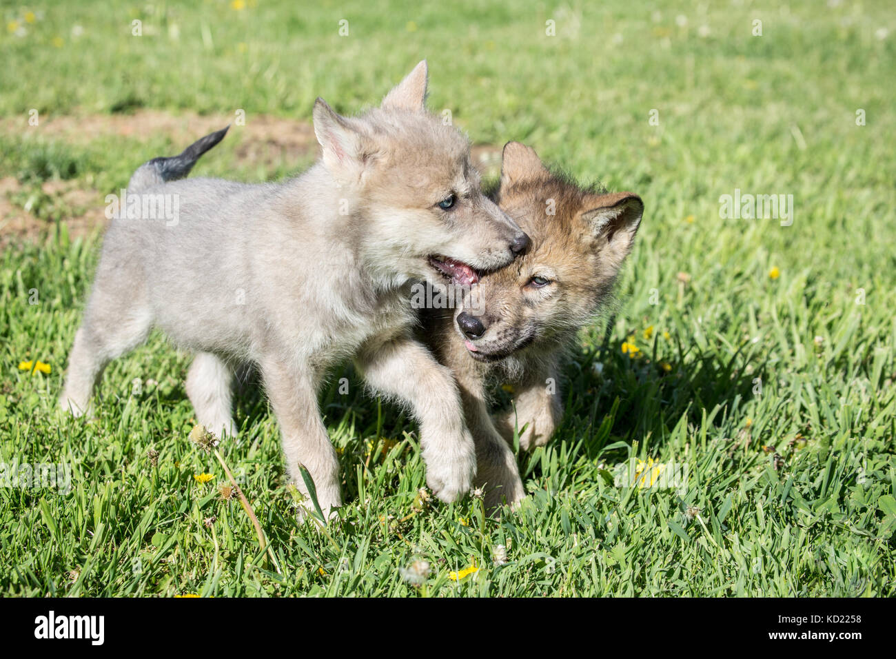 Two Fighting Wolves High Resolution Stock Photography and Images - Alamy