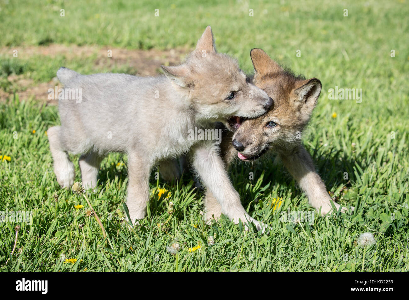 Two Fighting Wolves High Resolution Stock Photography and Images - Alamy