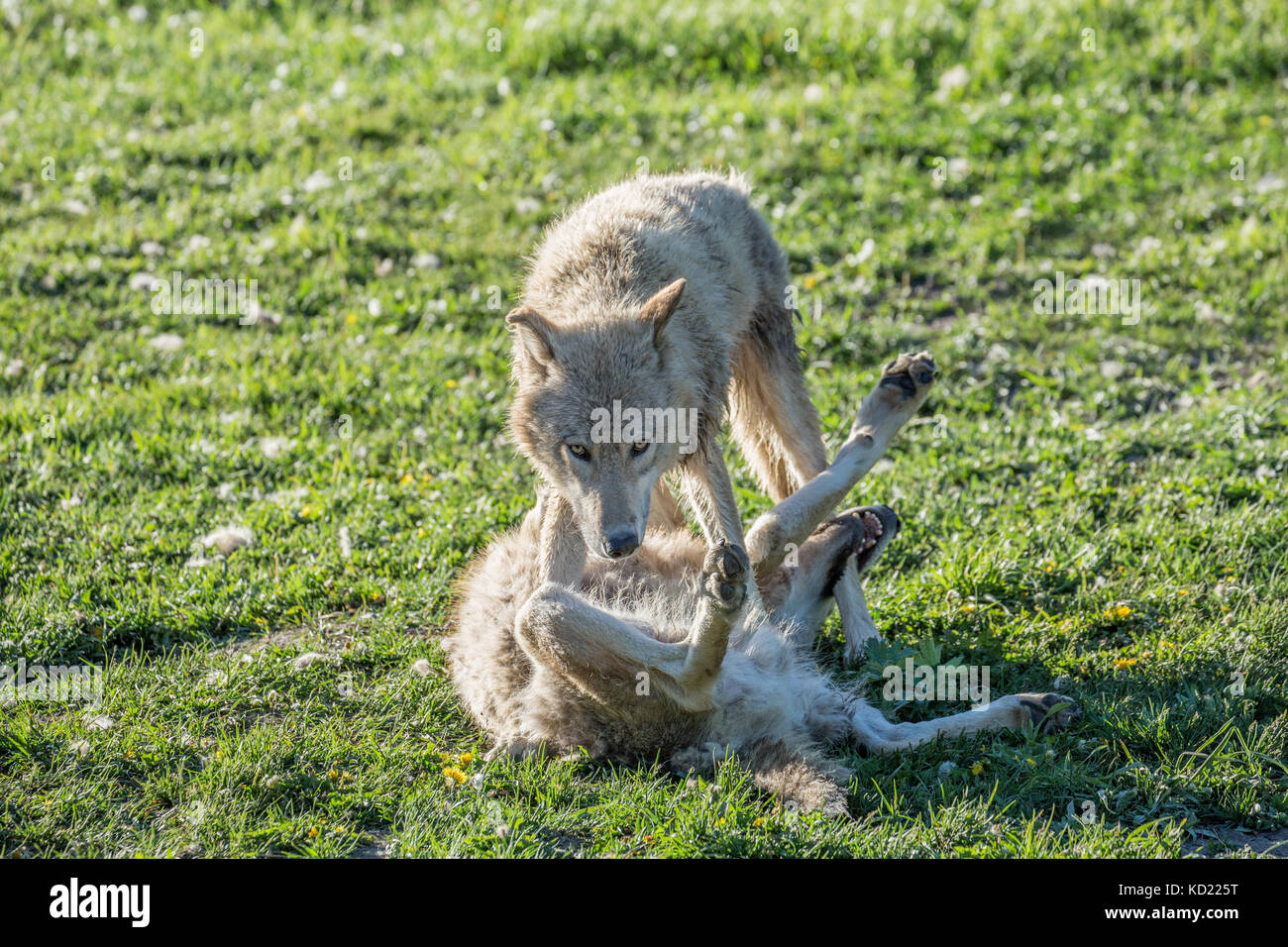 Two fighting wolves hi-res stock photography and images - Alamy