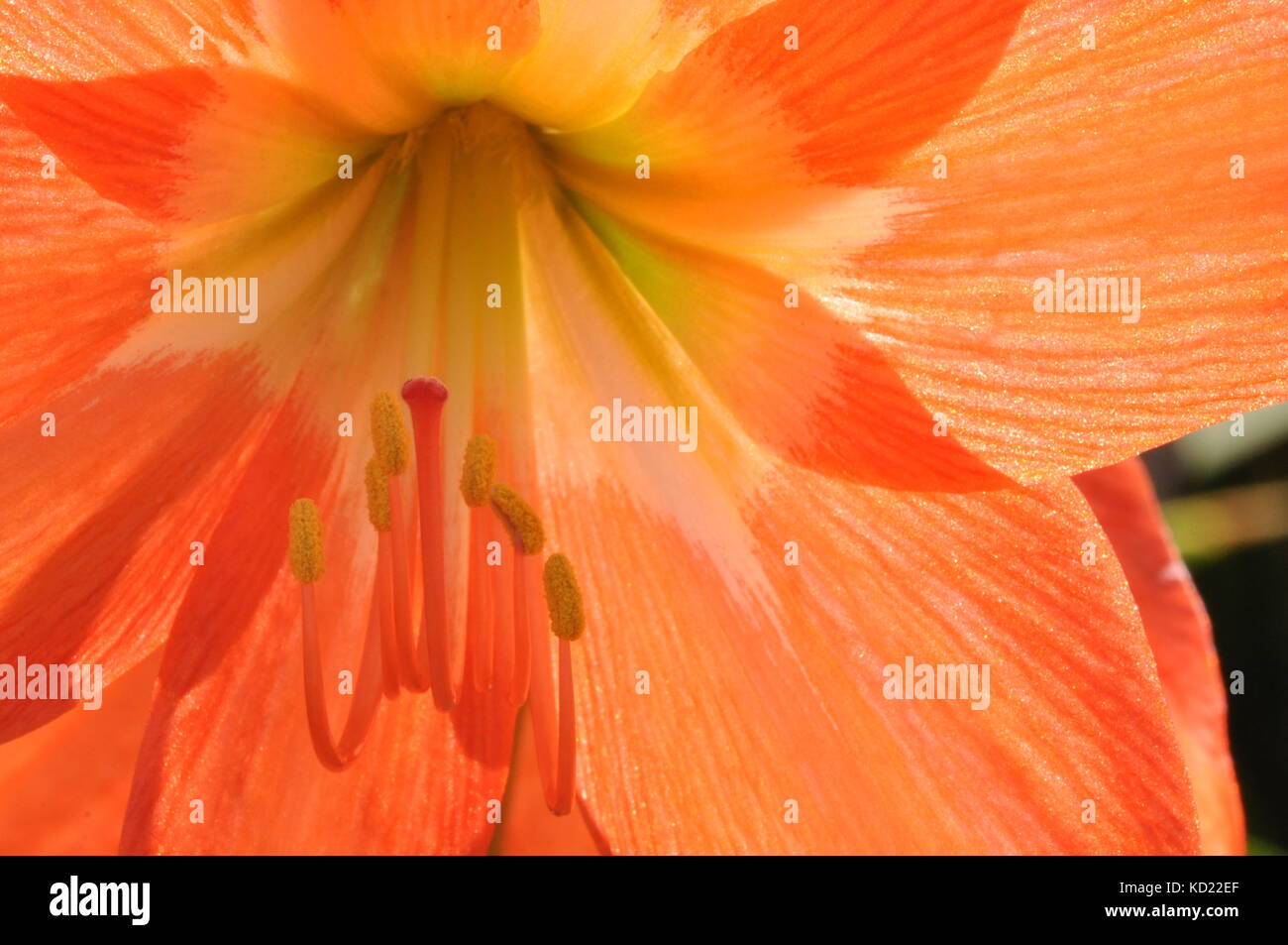 Orange tree flowers queensland australia hi-res stock photography and ...