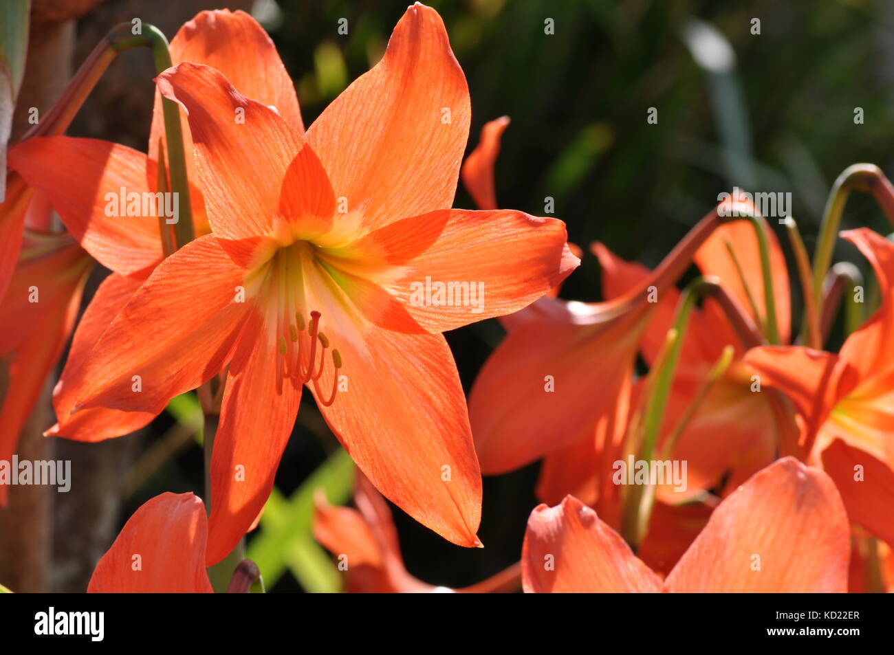 Orange tree flowers queensland australia hi-res stock photography and ...