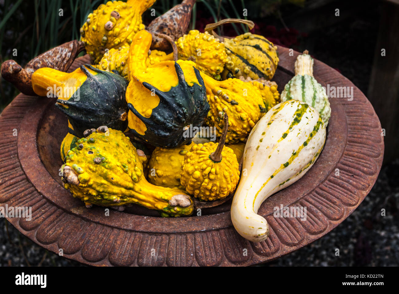 Decorative various raw squash Stock Photo - Alamy