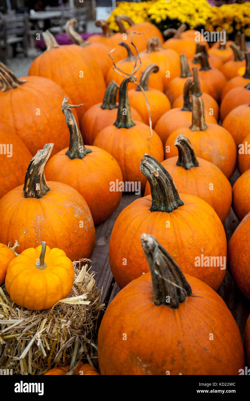 Row of giant pumpkins hi-res stock photography and images - Alamy