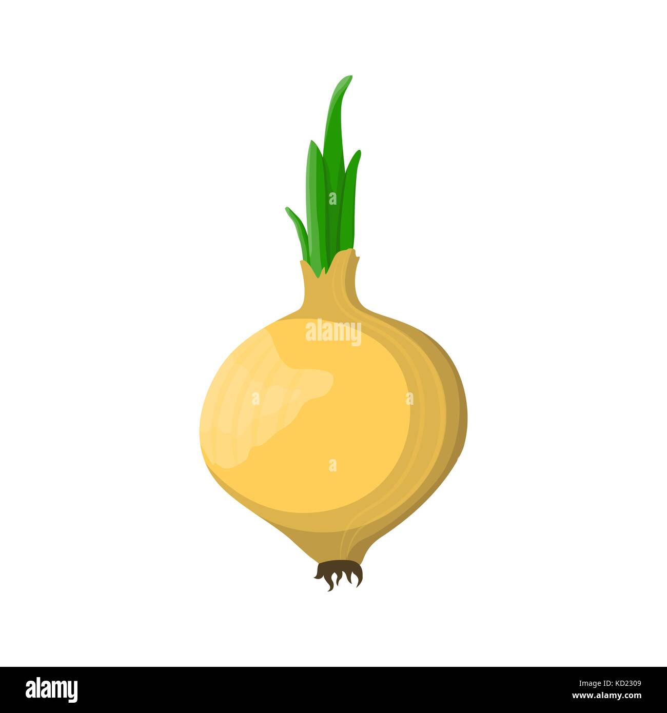 Vector illustration of a onion on white background. Vegetables and ...