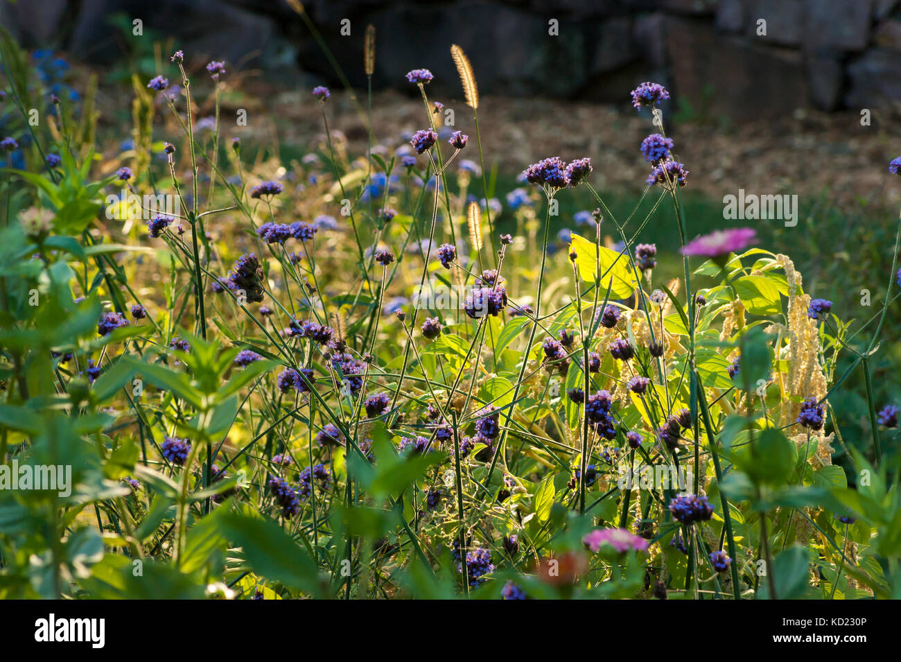 Purpletop vervain (Verbena bonariensis). Flowering plants in a cottage ...