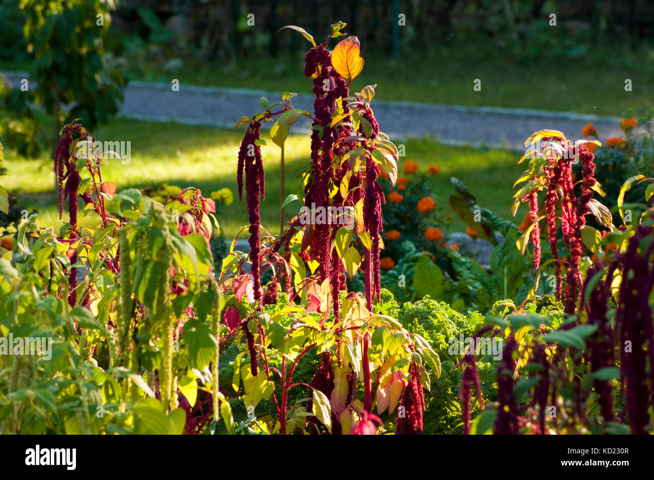 Amaranth love lies bleeding hi-res stock photography and images - Alamy