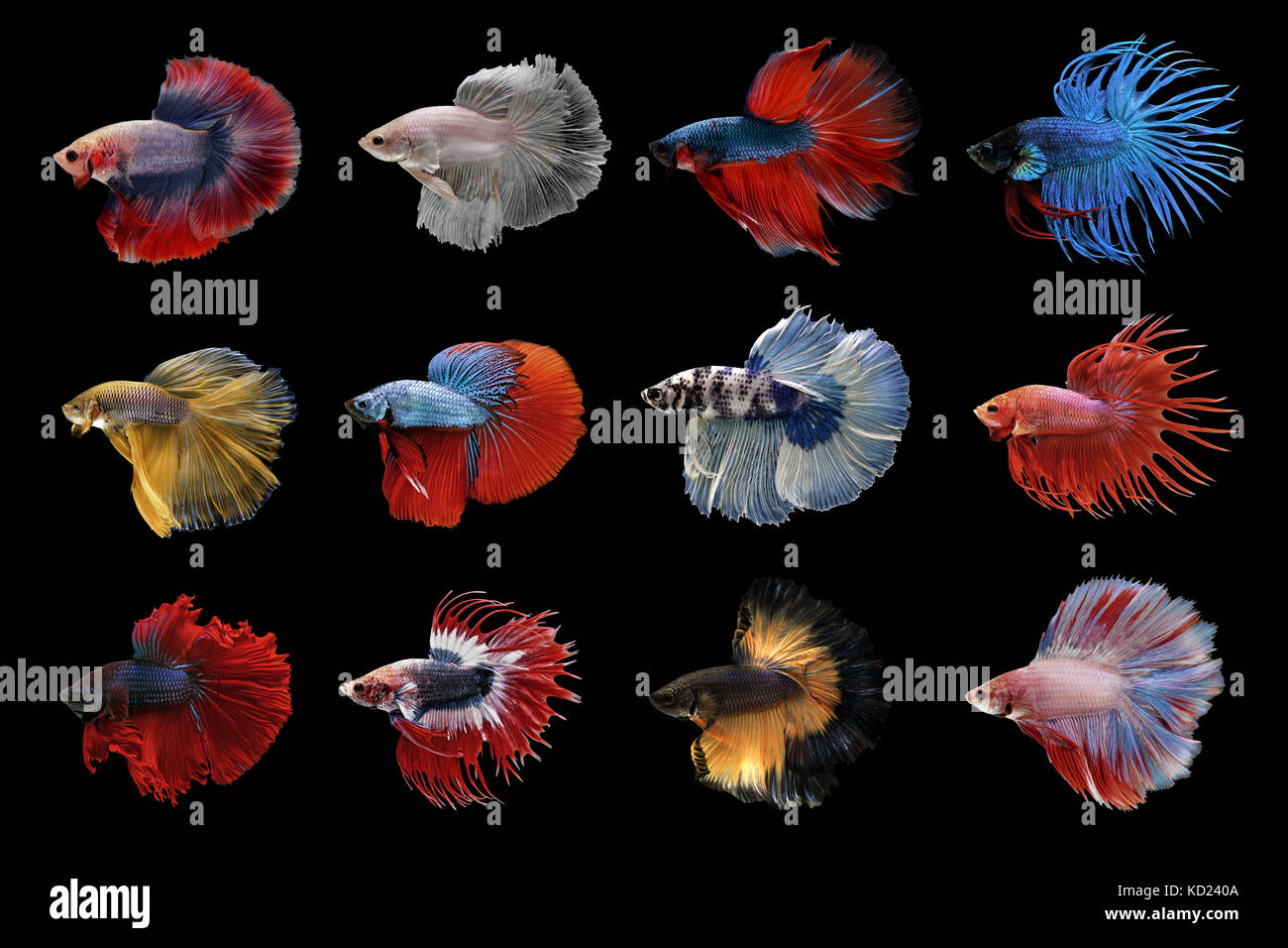 collection of betta fish, siamese fighting fish Stock Photo - Alamy