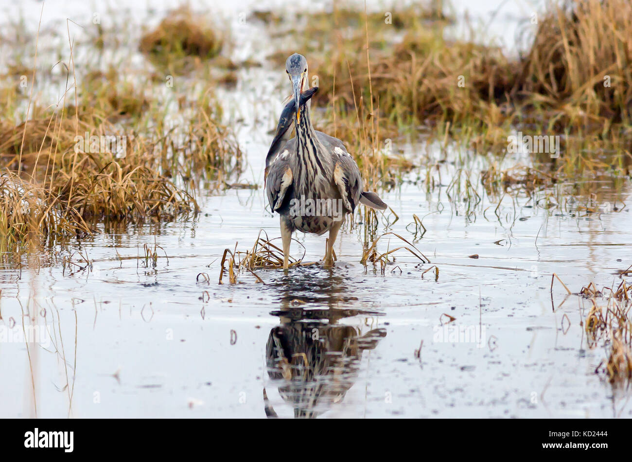 Grey Heron catches big fish and swallows it whole. Sweden Stock Photo ...