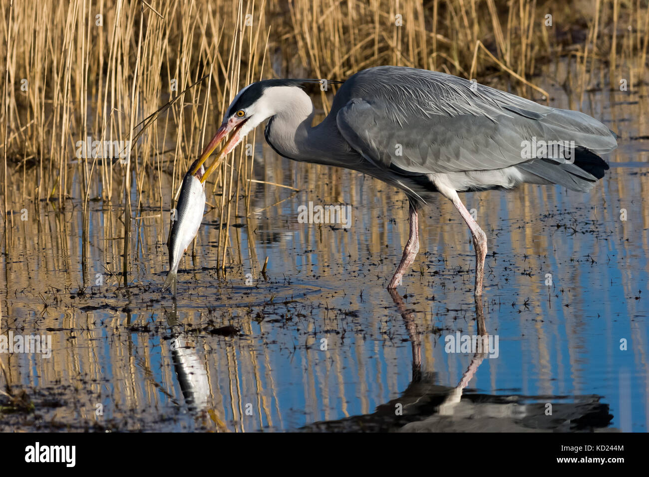 Grey heron eating fish hi-res stock photography and images - Alamy