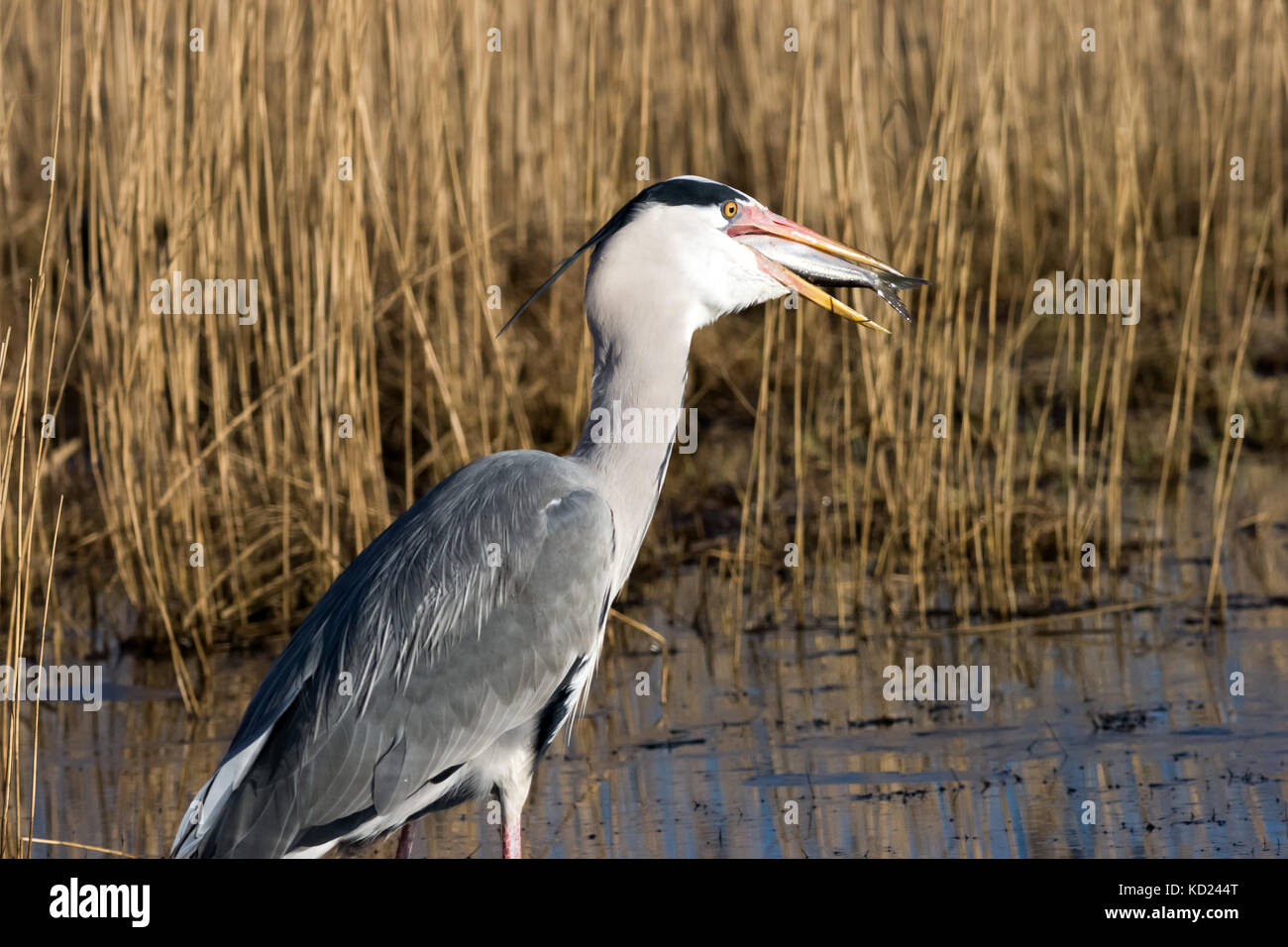 Grey heron eating fish hi-res stock photography and images - Alamy