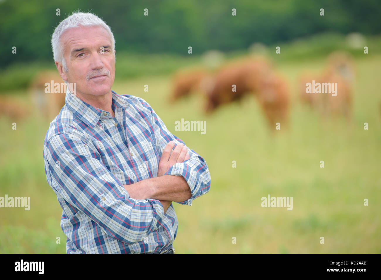 cattle farm work Stock Photo - Alamy