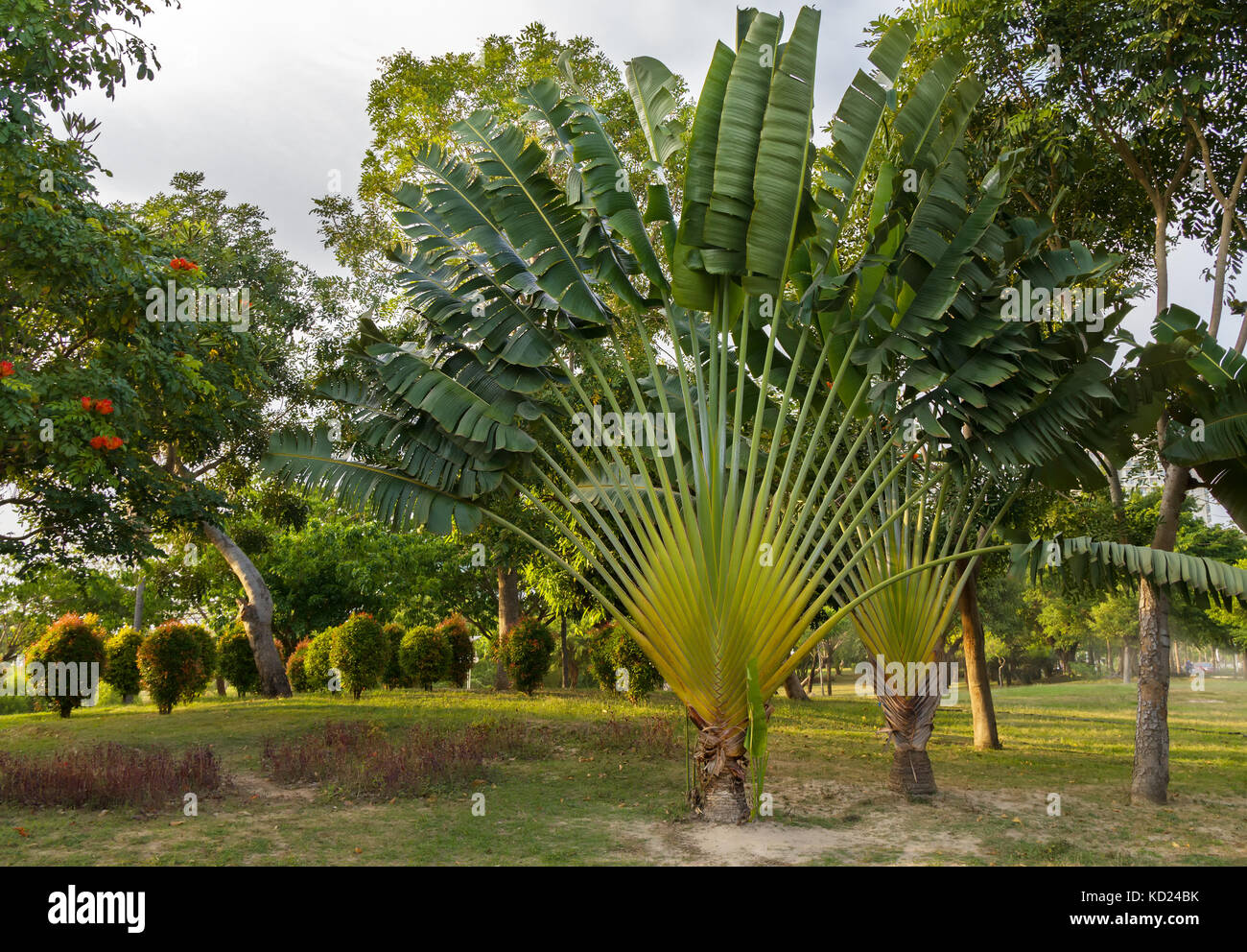 Beautiful plant Ravenala in tropical park Stock Photo - Alamy