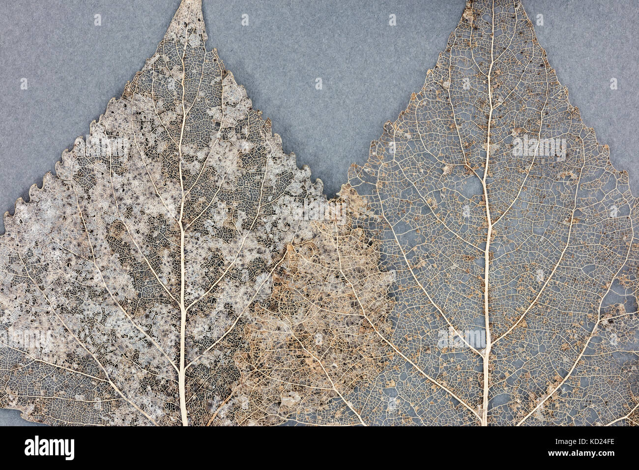 dried skeleton leaves on grey background detailed view Stock Photo - Alamy