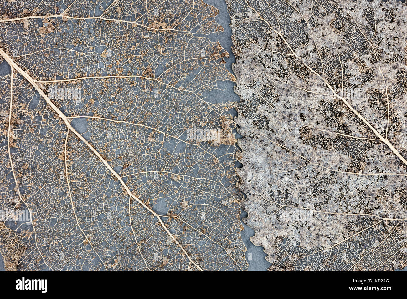 skeletons of dried autumnal leaves on dark grey background closeup ...