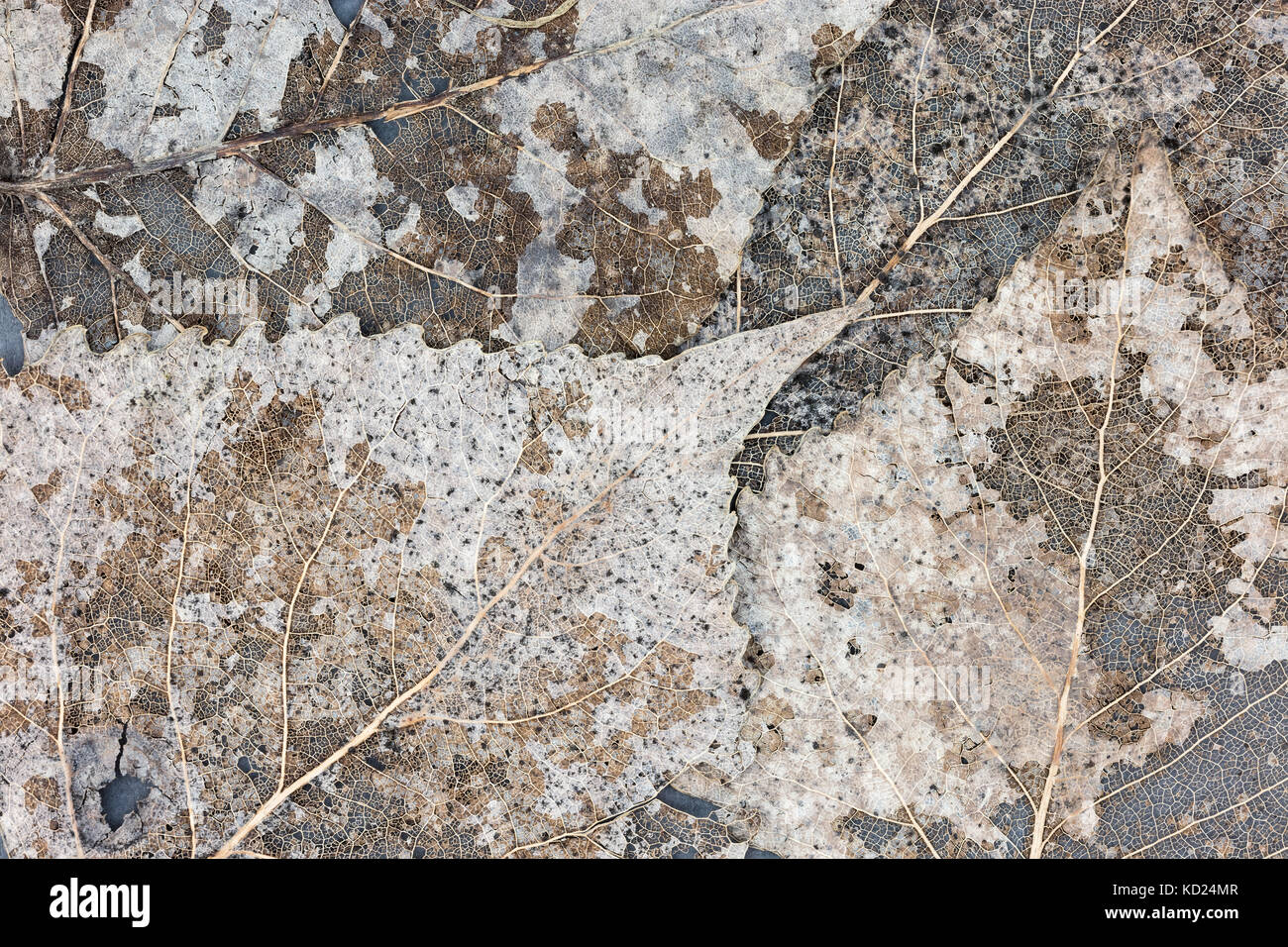 Skeleton leaf pattern hi-res stock photography and images - Alamy