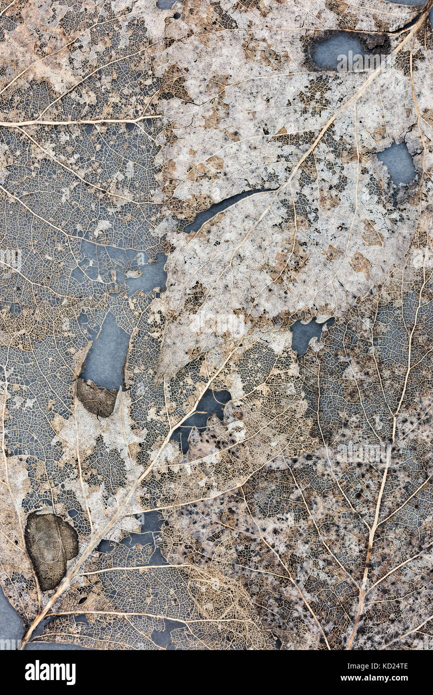 dry leaves pattern. leaves skeletons on grey background Stock Photo - Alamy