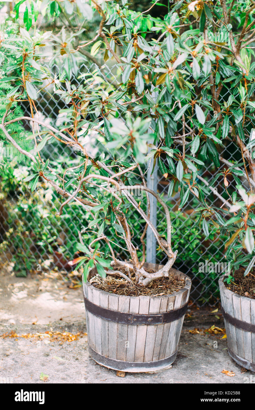 Huge plant in the wooden pot. Botanic garden location Stock Photo - Alamy