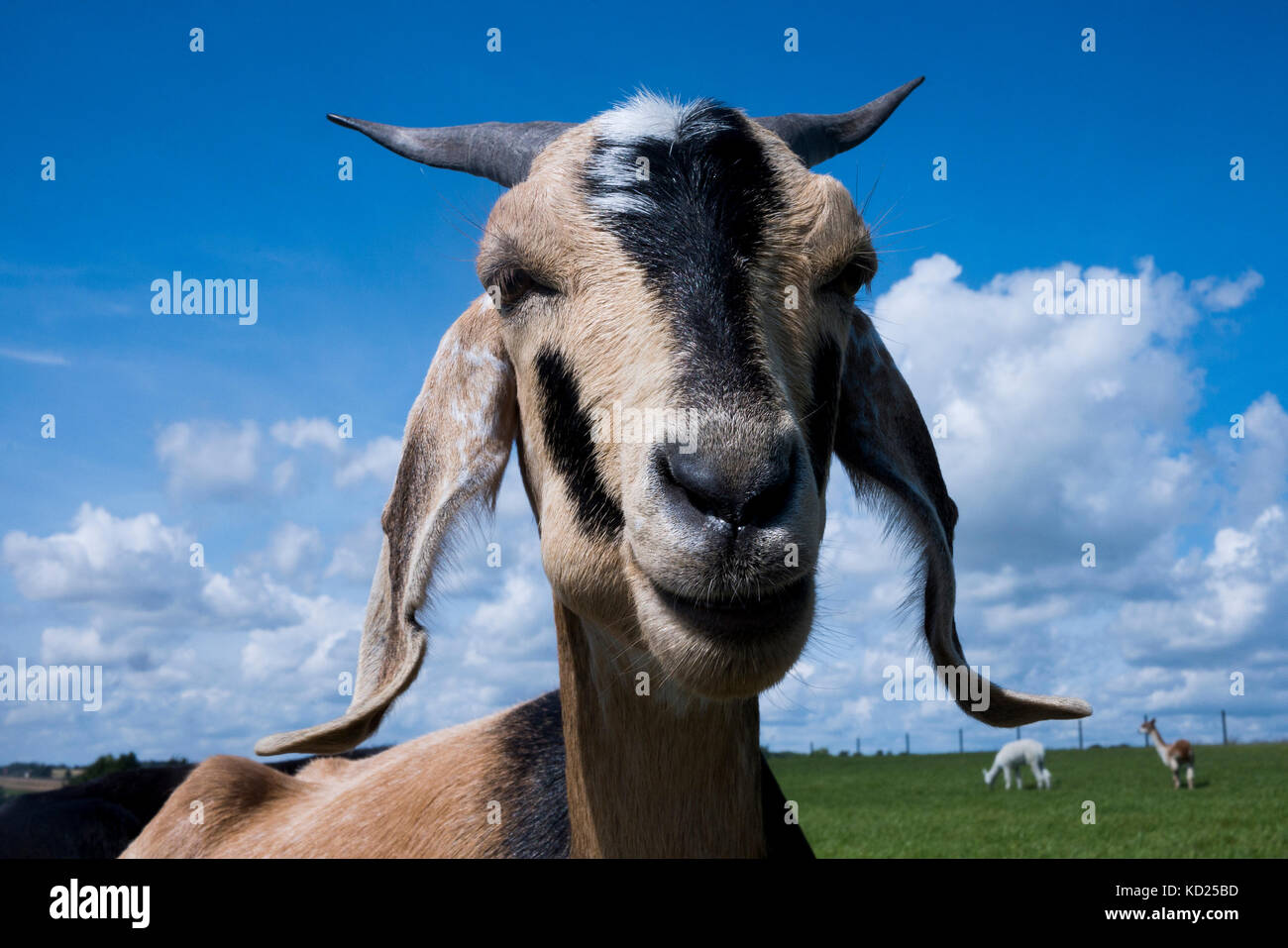 Goat on a table Stock Photo - Alamy