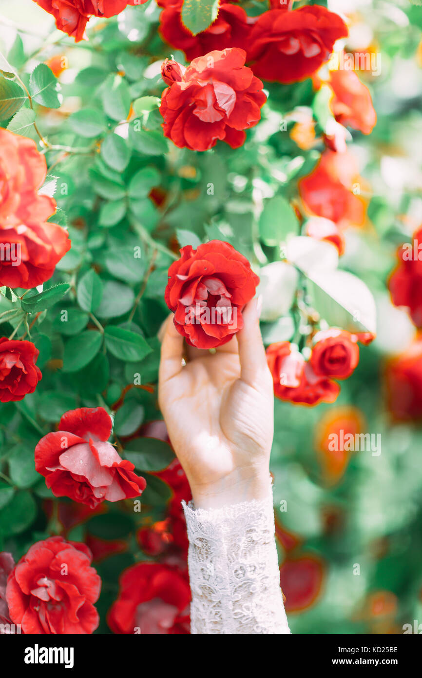 The hand of the bride is touching the red rose Stock Photo - Alamy